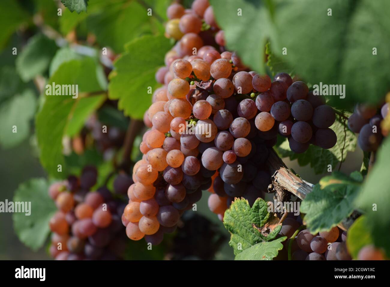 Traminer grapes on a Vine Stock Photo - Alamy