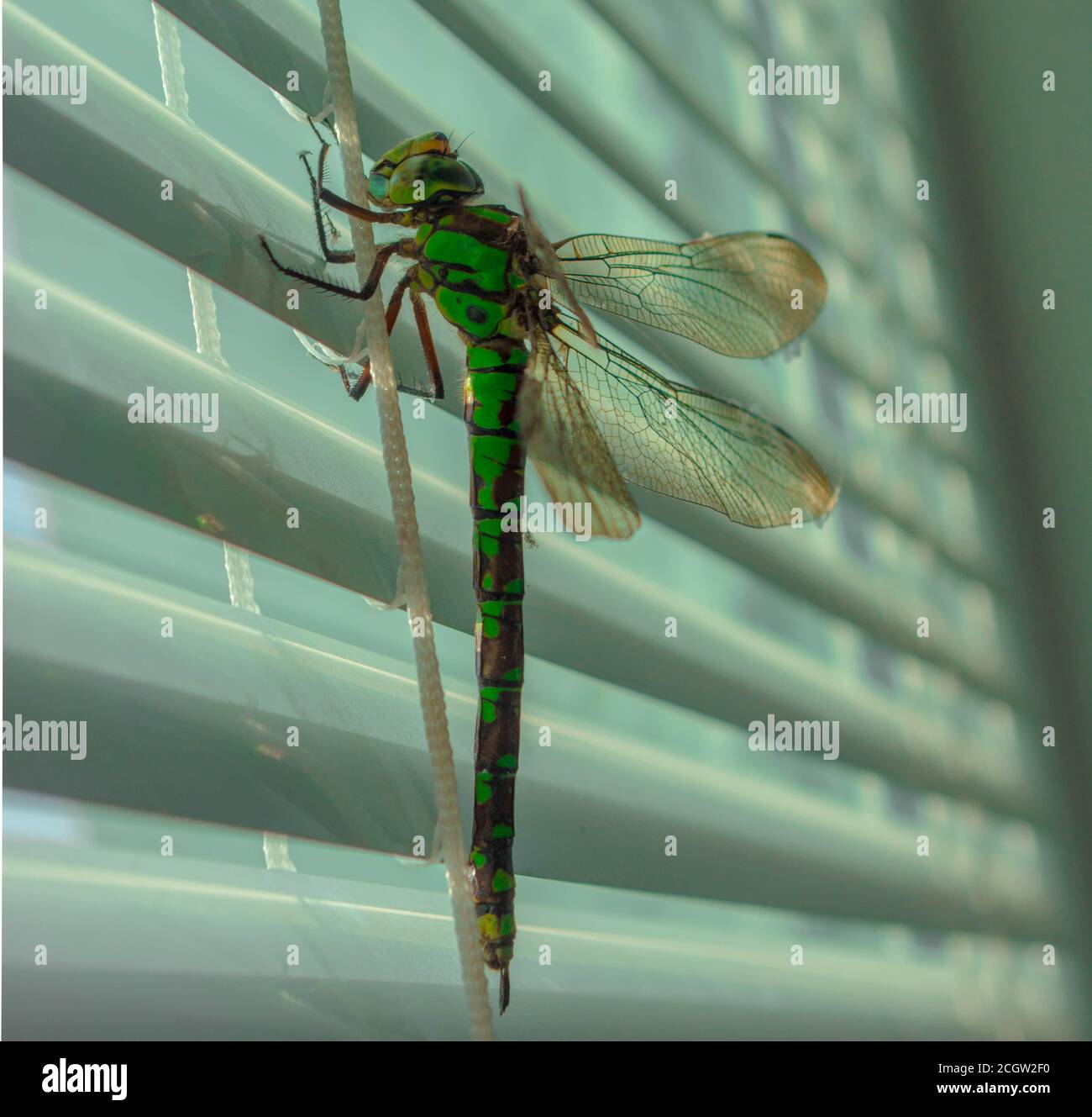 Dragonfly, Odonata, damselfly, big bug, dragonfly Stock Photo - Alamy