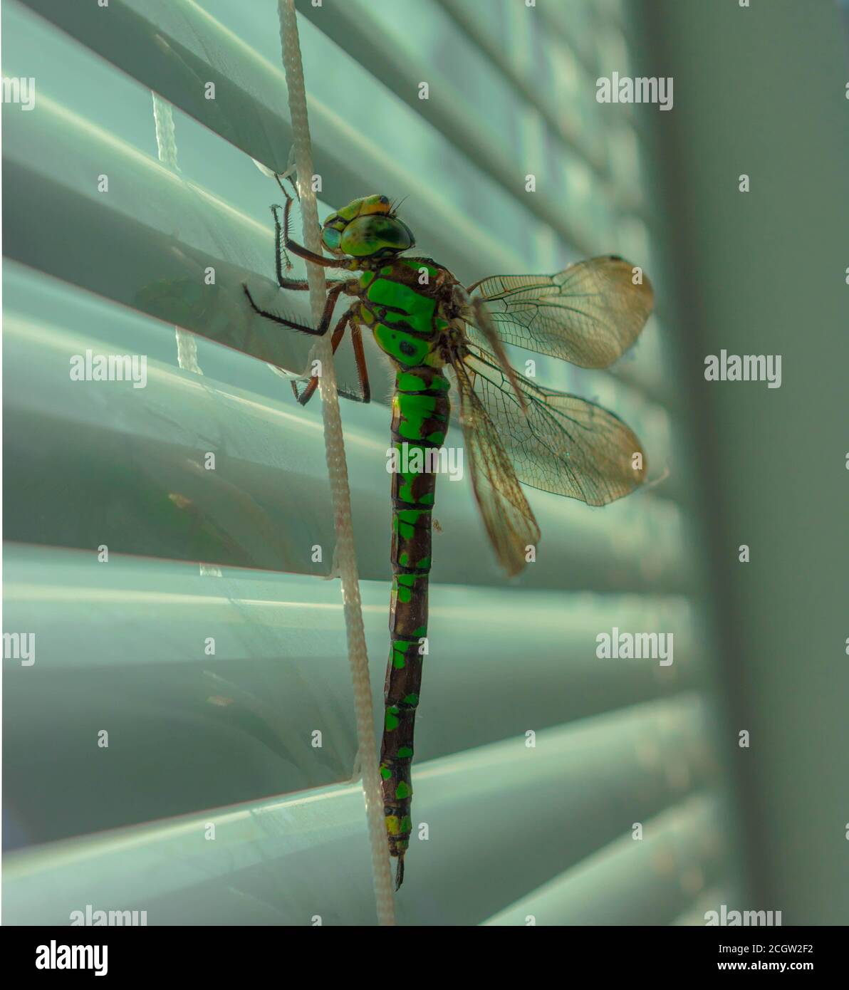Dragonfly, Odonata, damselfly, big bug, dragonfly Stock Photo - Alamy