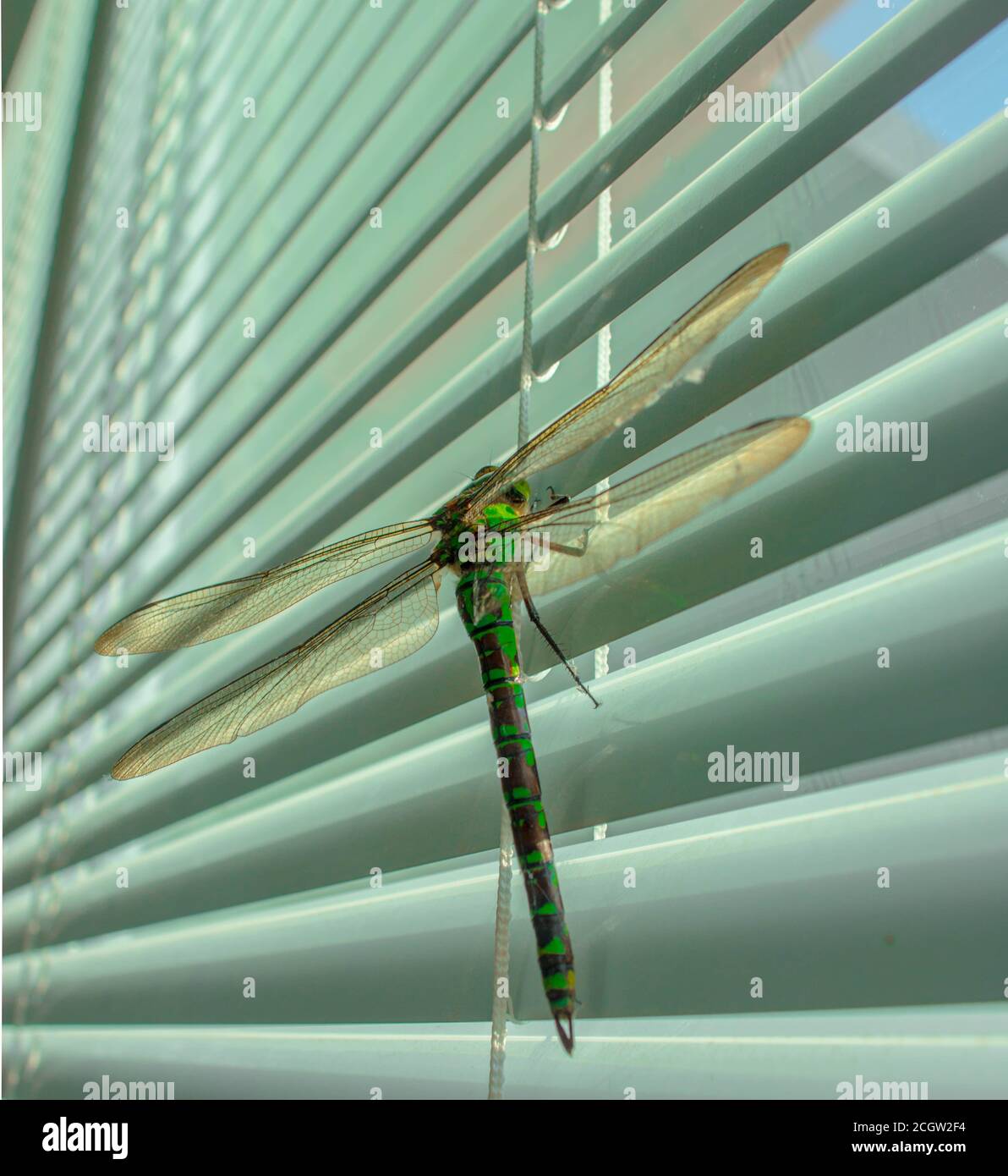 Dragonfly, Odonata, damselfly, big bug, dragonfly Stock Photo - Alamy