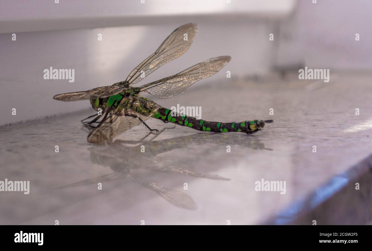 Dragonfly, Odonata, damselfly, big bug, dragonfly Stock Photo - Alamy