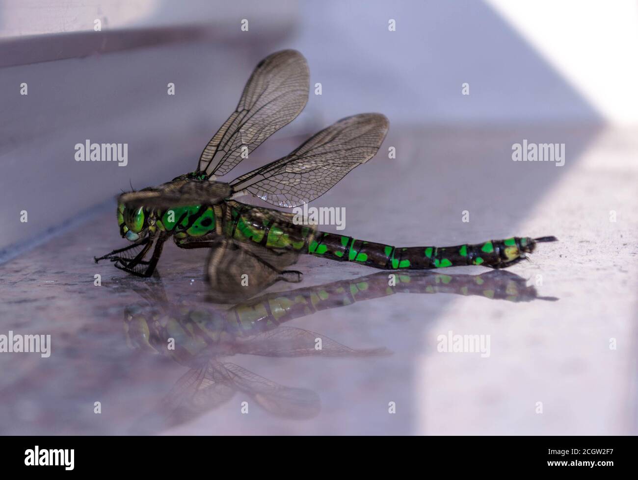 Dragonfly, Odonata, damselfly, big bug, dragonfly Stock Photo - Alamy