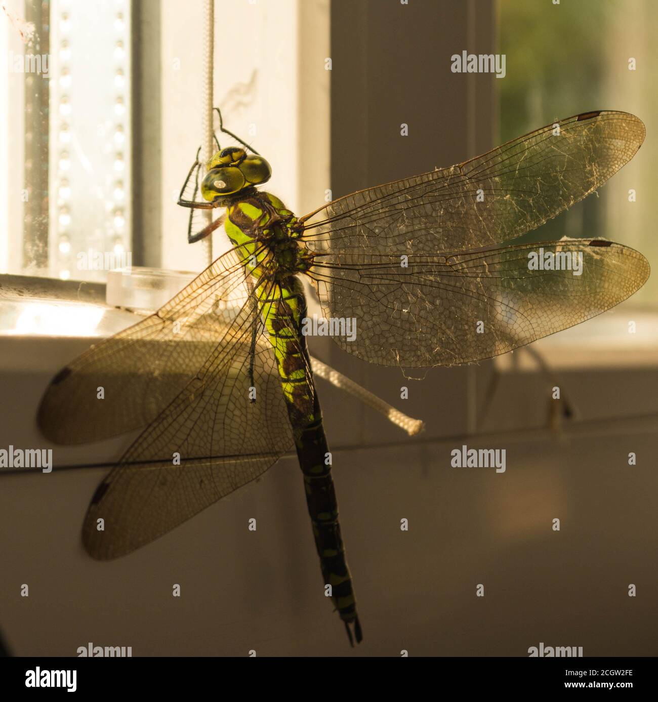 Dragonfly, Odonata, damselfly, big bug, dragonfly Stock Photo - Alamy