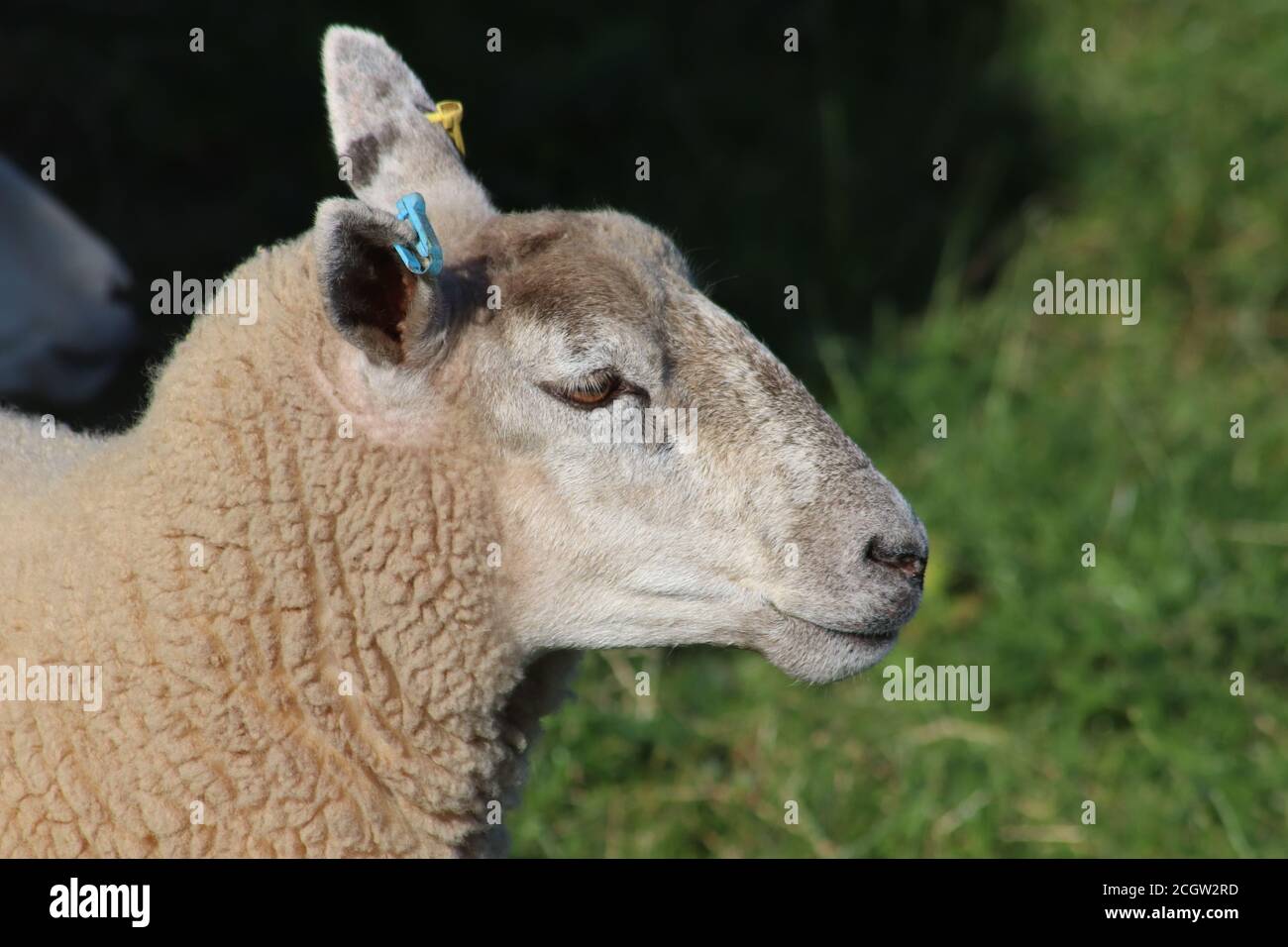Sheep head profile woolly fleece hi-res stock photography and images ...