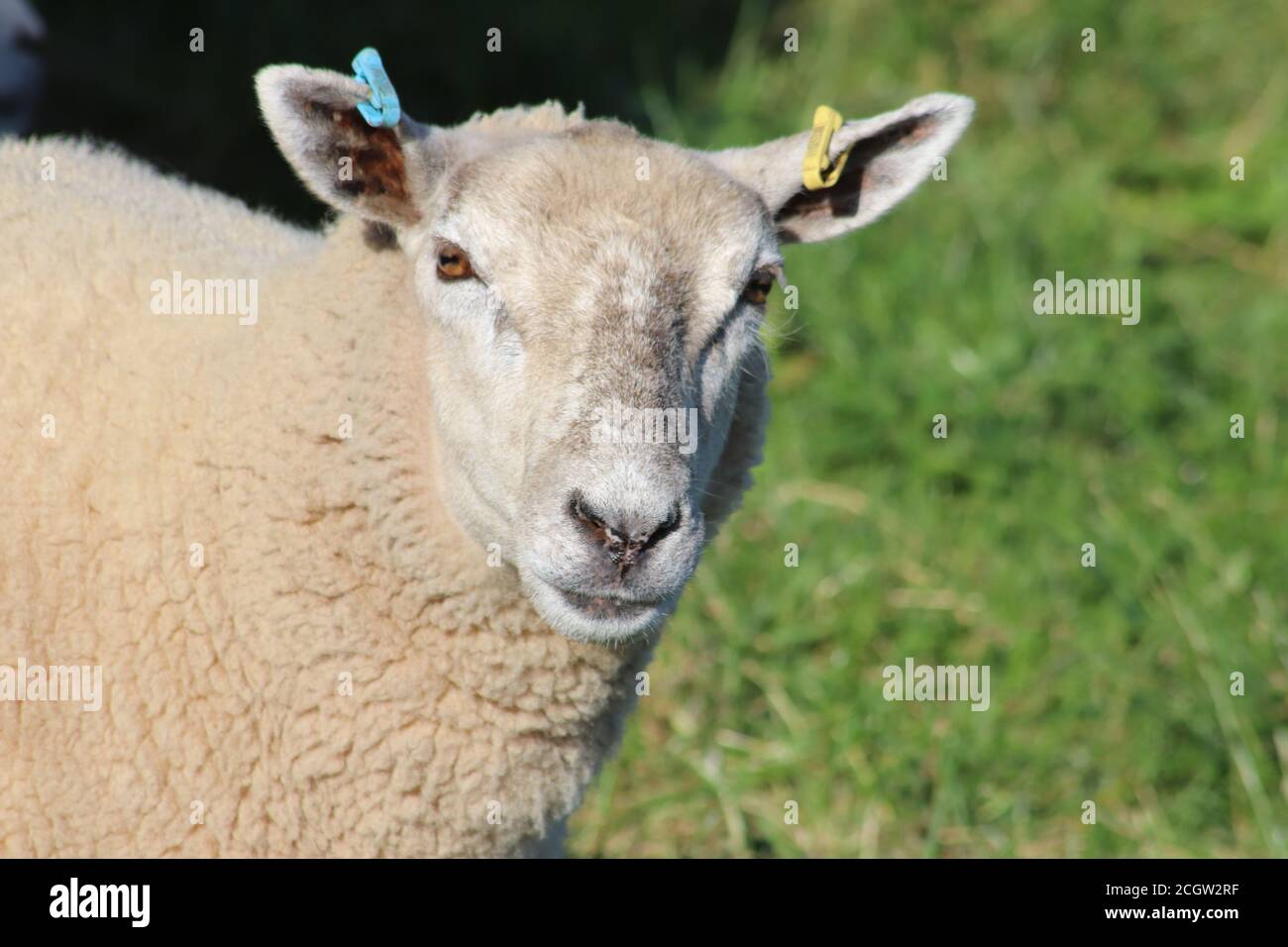 Sheep Rearing High Resolution Stock Photography and Images - Alamy