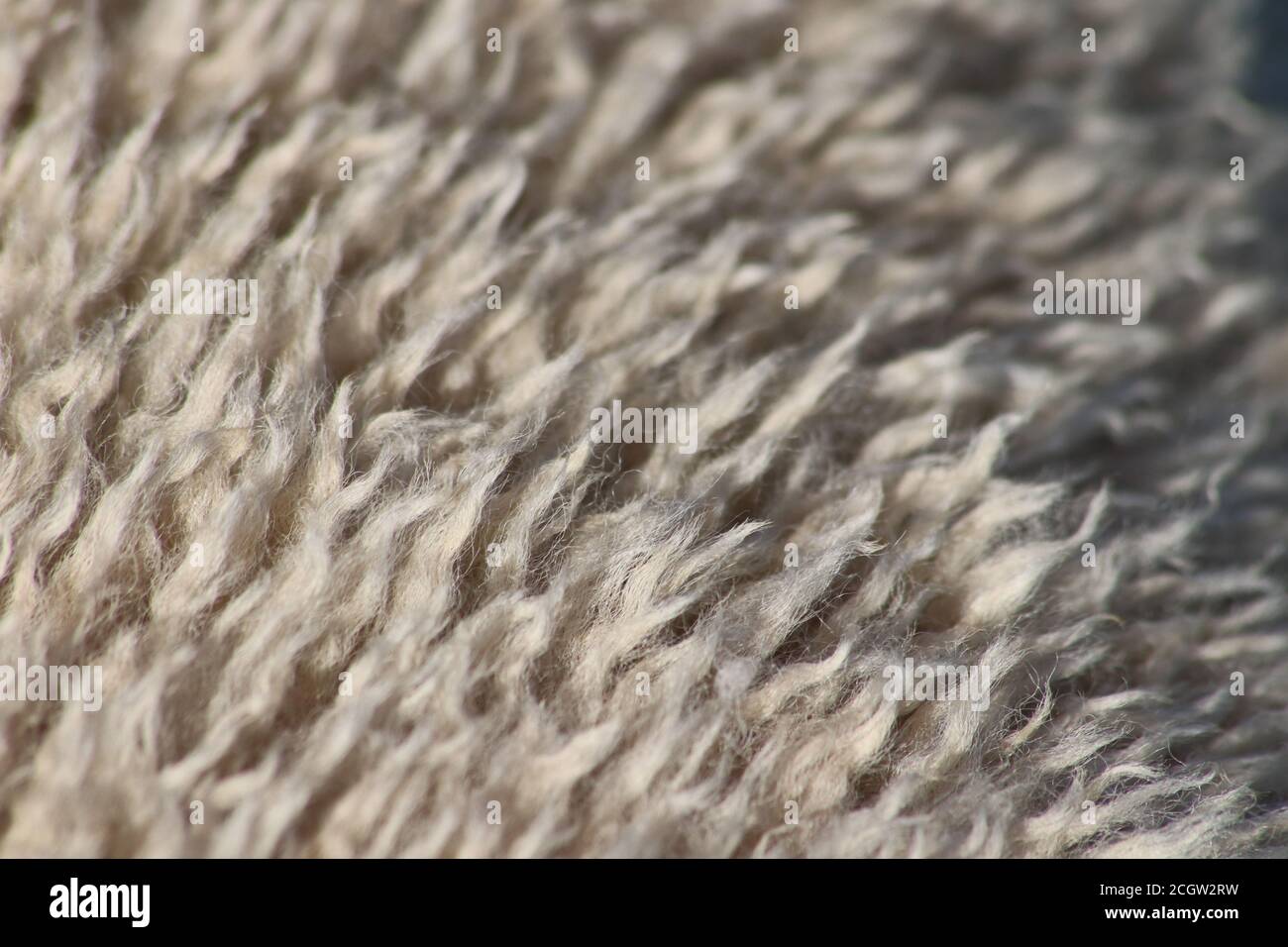 Sheeps Fleece High Resolution Stock Photography and Images - Alamy