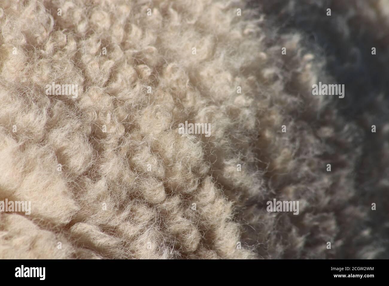 Sheeps Fleece High Resolution Stock Photography and Images - Alamy