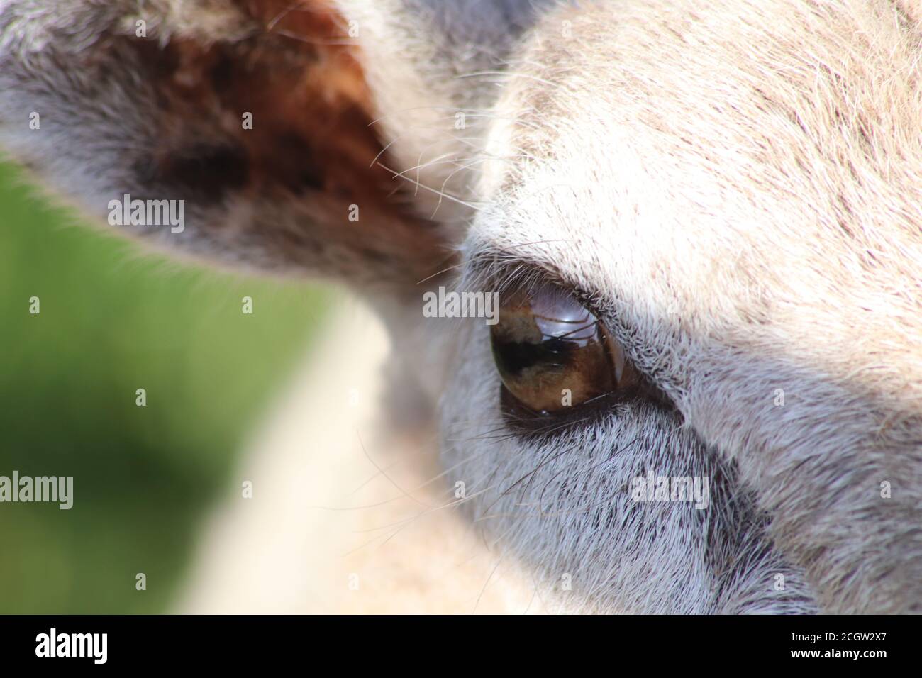 Sheeps eye hi-res stock photography and images - Alamy