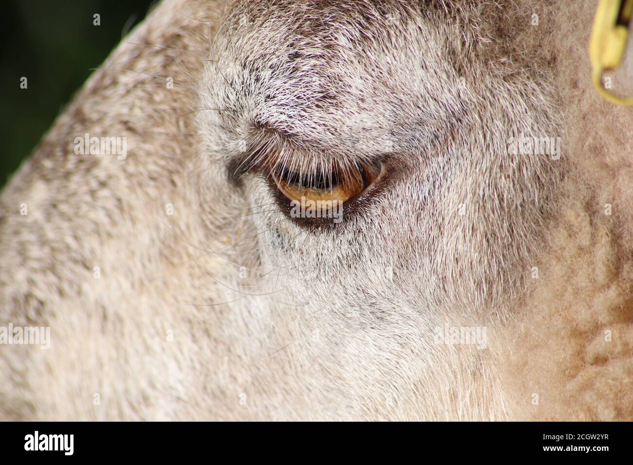 Sheep Eye Lashes