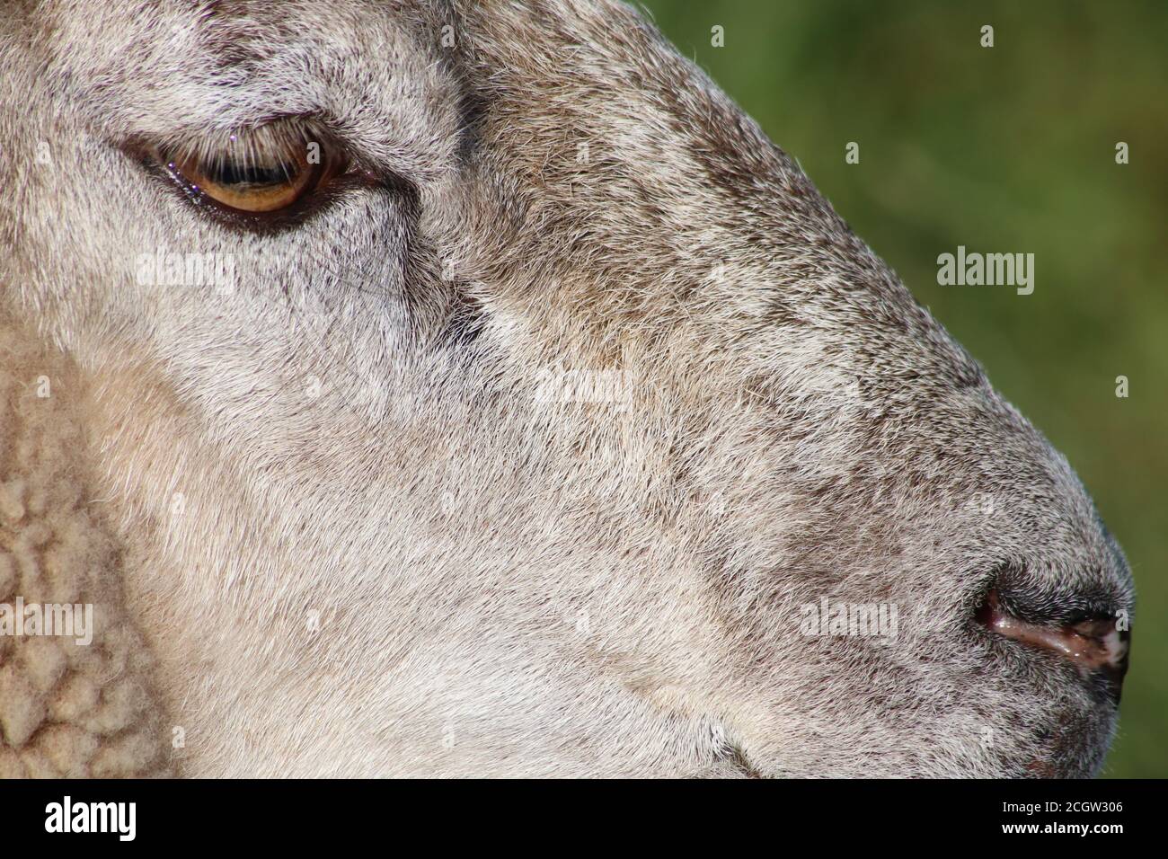 Sheep head profile woolly fleece hi-res stock photography and images ...