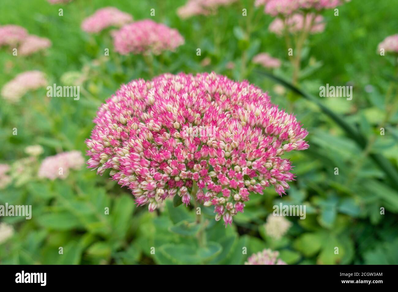 Sedum flowering outside in a garden Stock Photo - Alamy