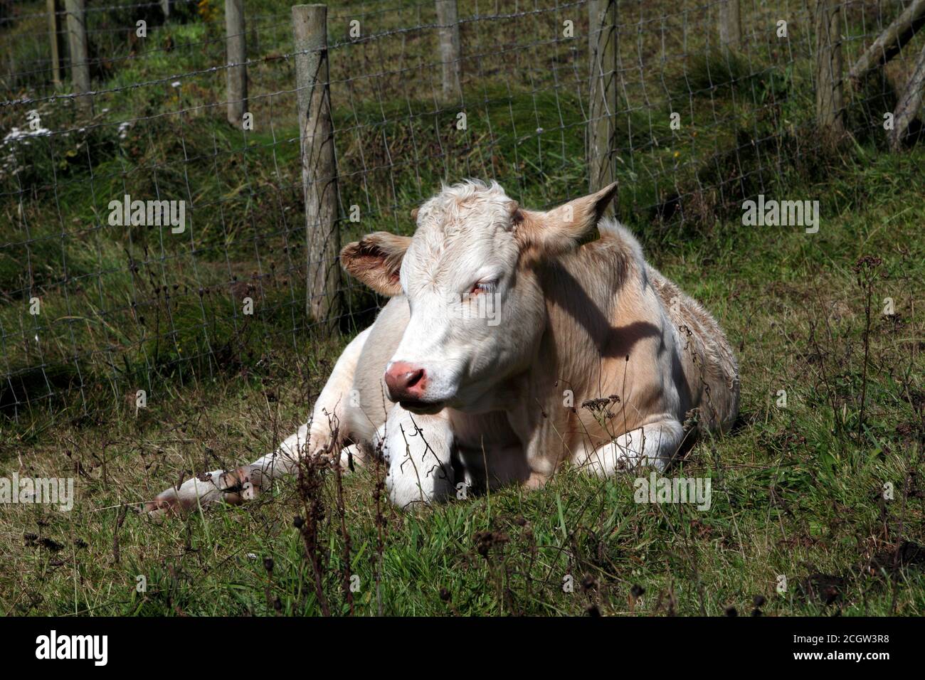 White cow lying down on grass Stock Photo - Alamy