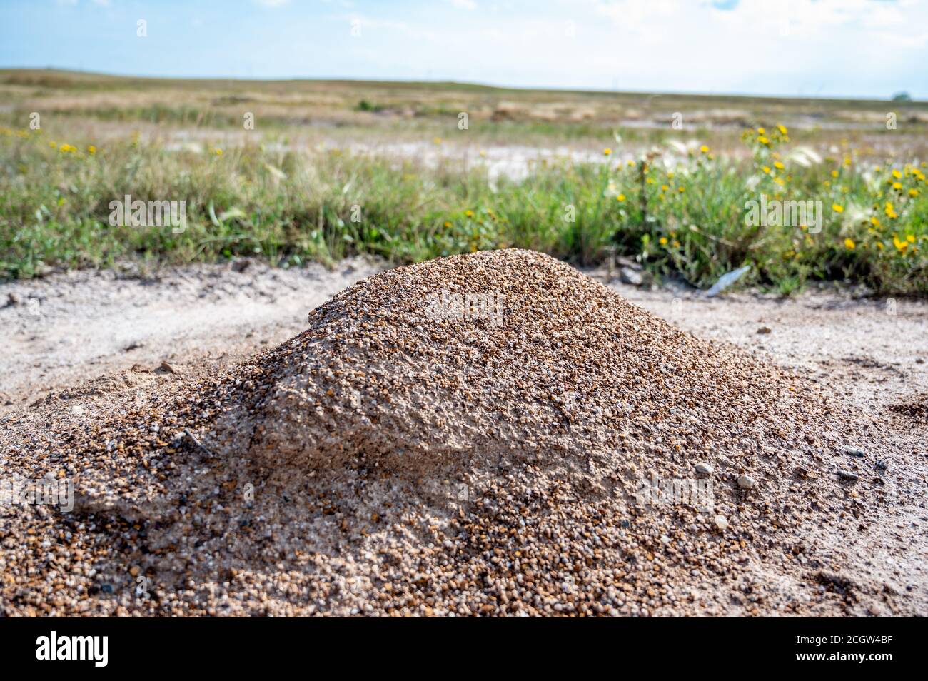 Low angle picture of anthill with prairie visible in background Stock ...