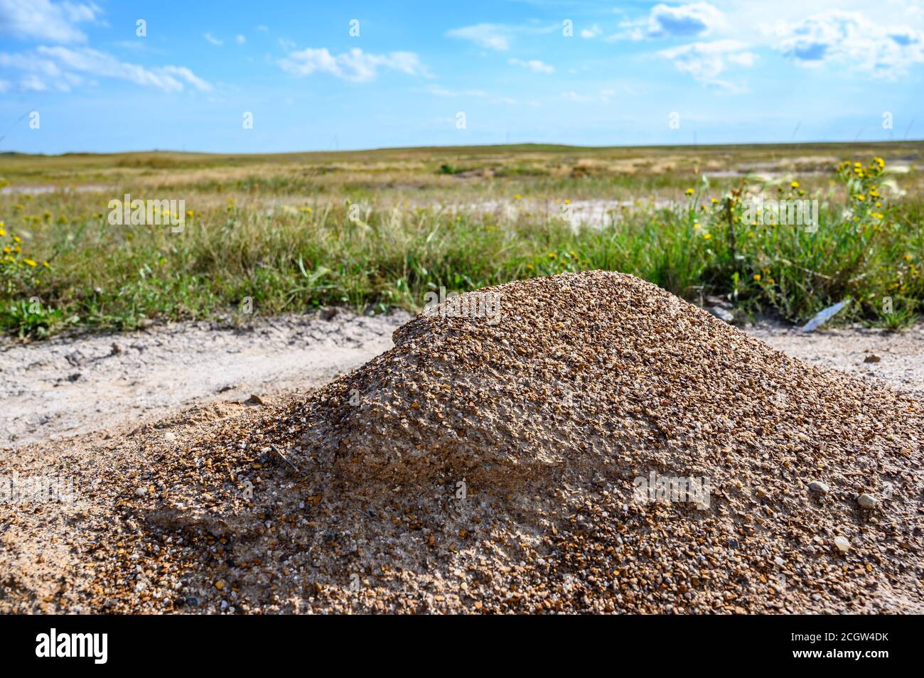 Low angle picture of anthill with prairie visible in background Stock ...