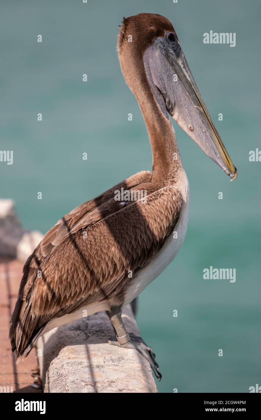 Pelican florida keys hi-res stock photography and images - Alamy