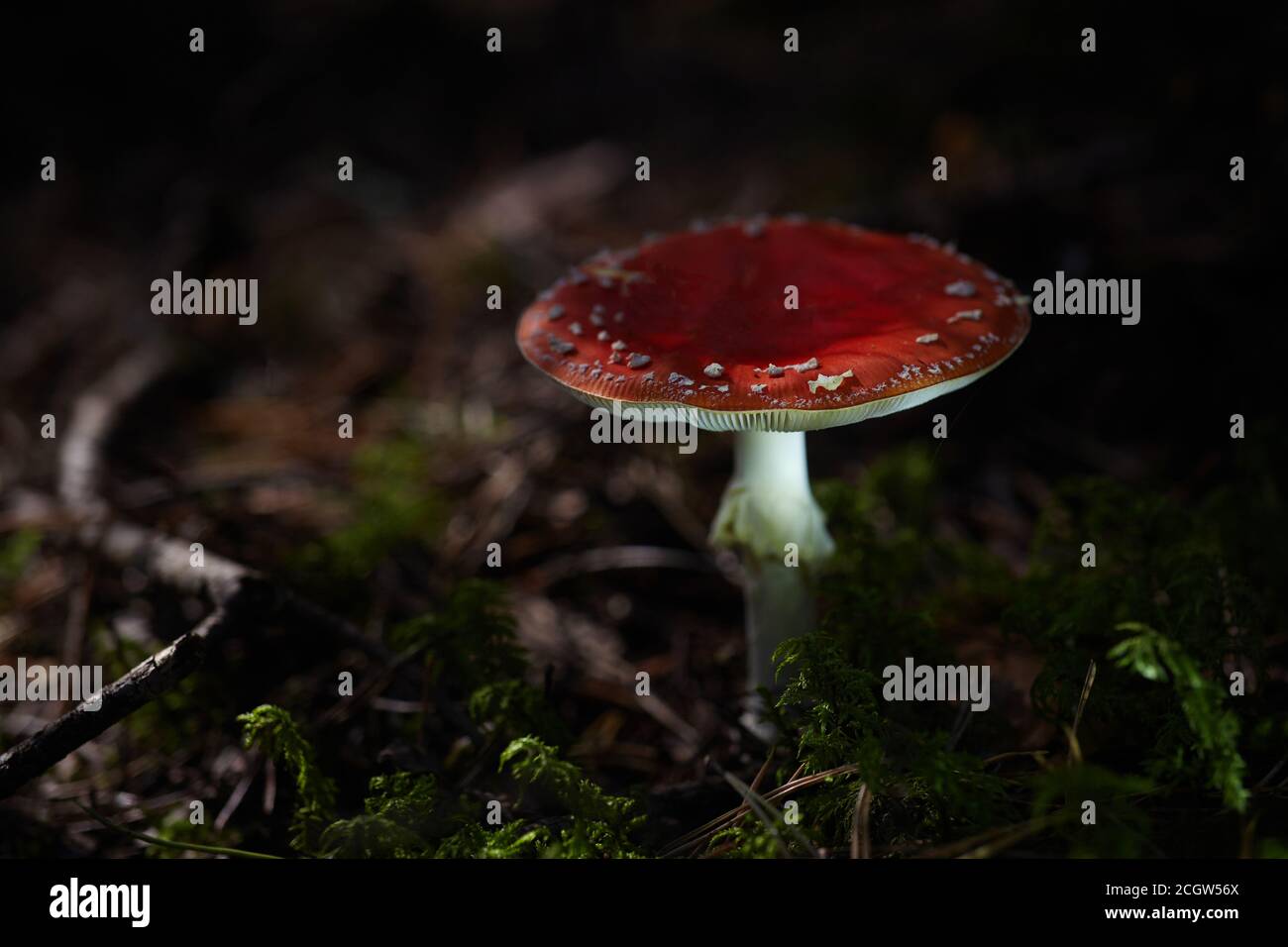 Fly agaric mushroom in dark forest. Close up photo of red fungi Stock ...