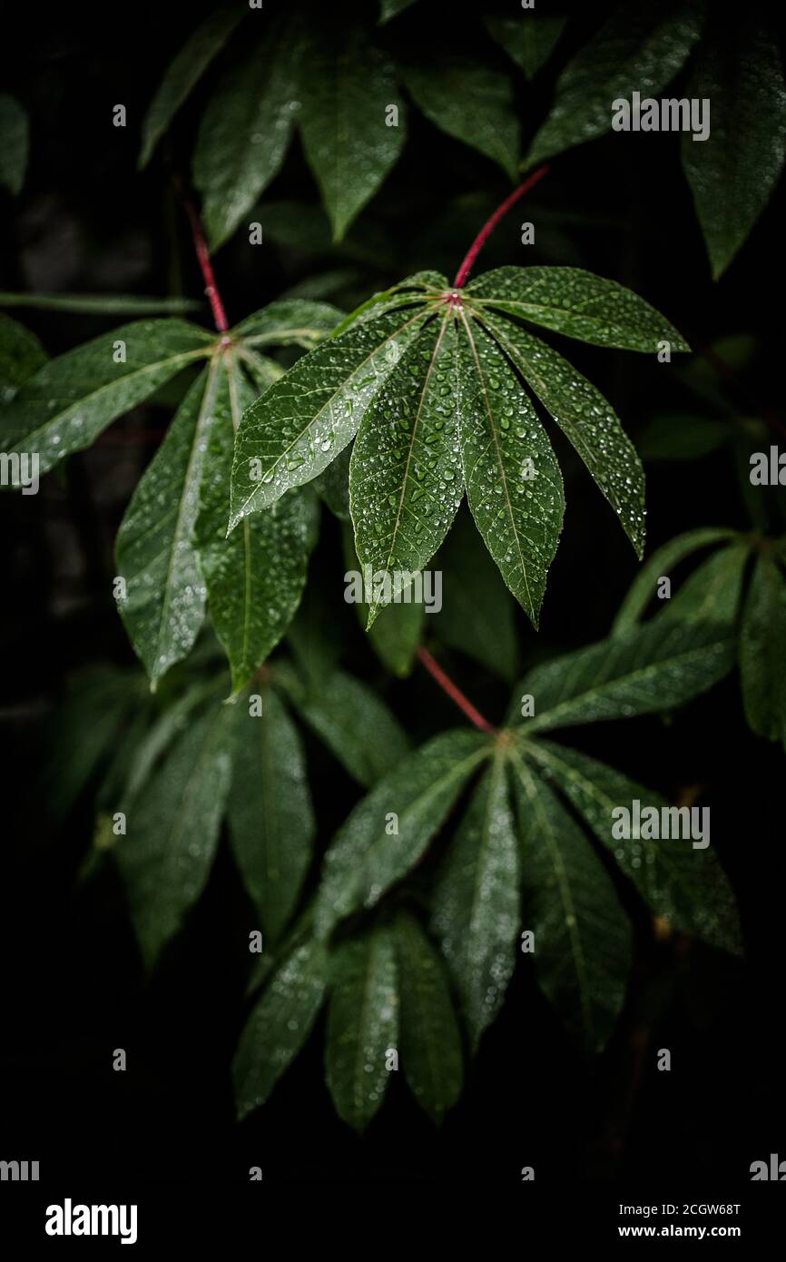 Beautiful texture of Cassava (manioc) leaves with water droplets ...