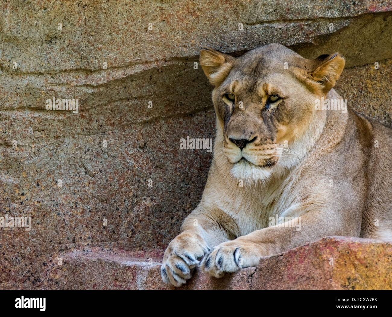 Lioness resting on a rock Stock Photo - Alamy