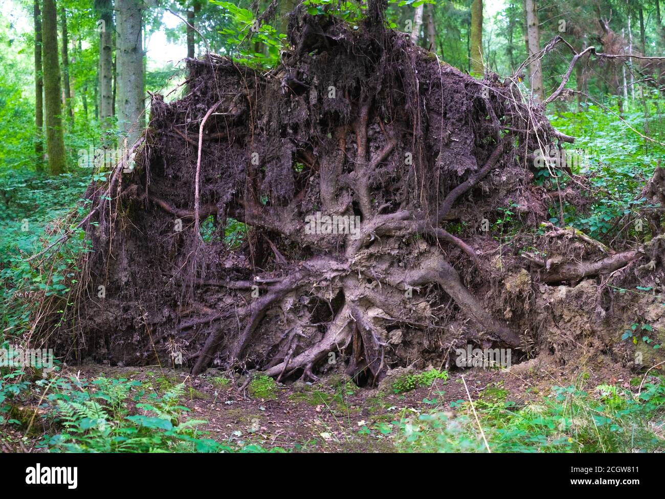 Large fallen pine tree hi-res stock photography and images - Alamy