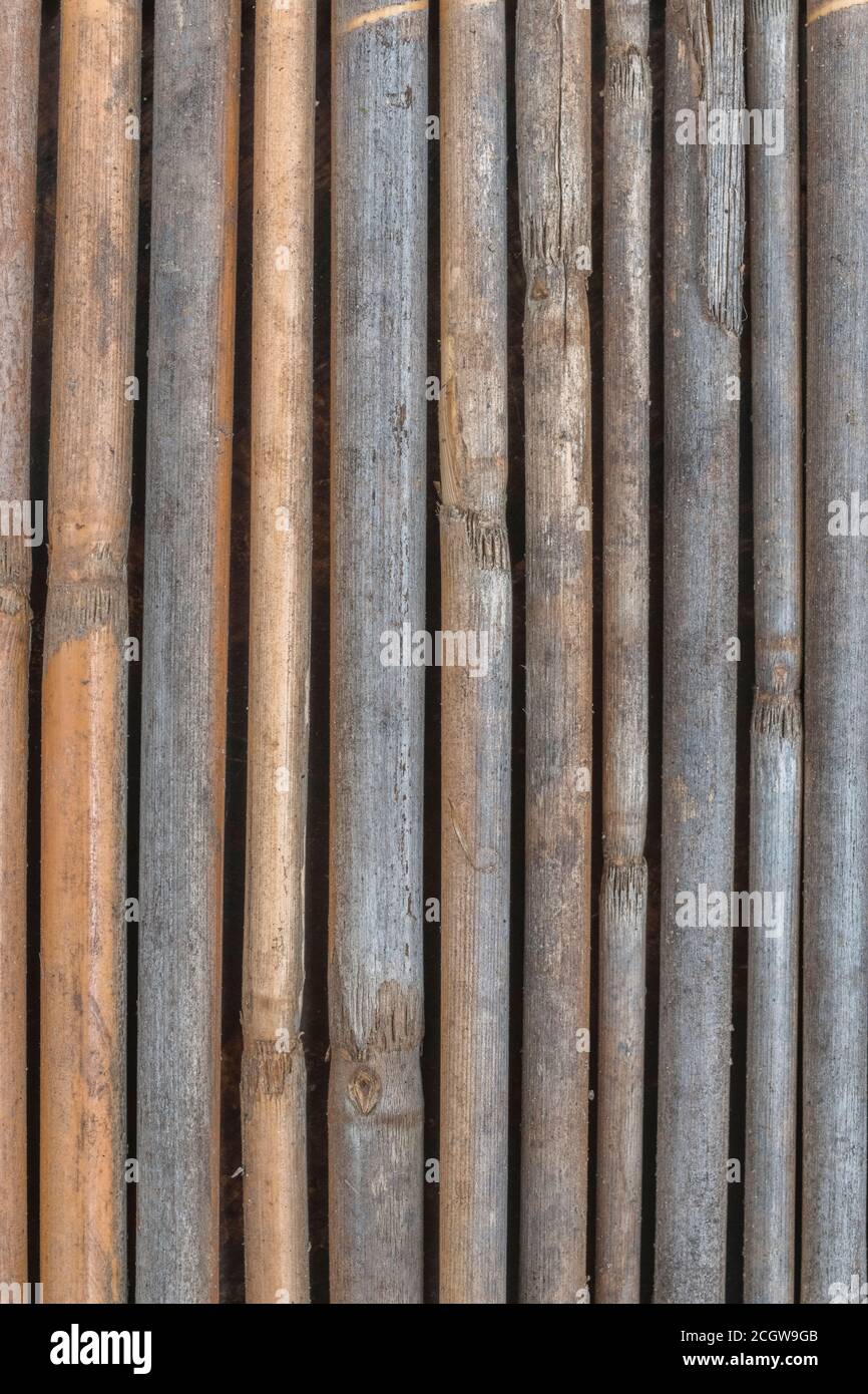 Close shot of flat section of natural reed garden screening, showing ...