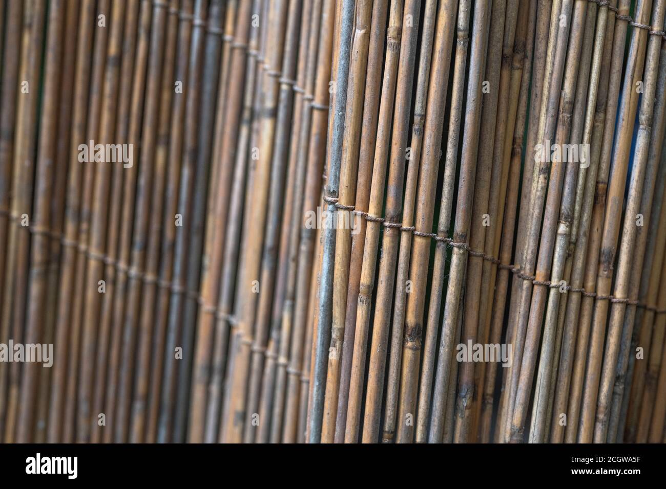 Upright section of natural reed garden screening, showing traces of ...