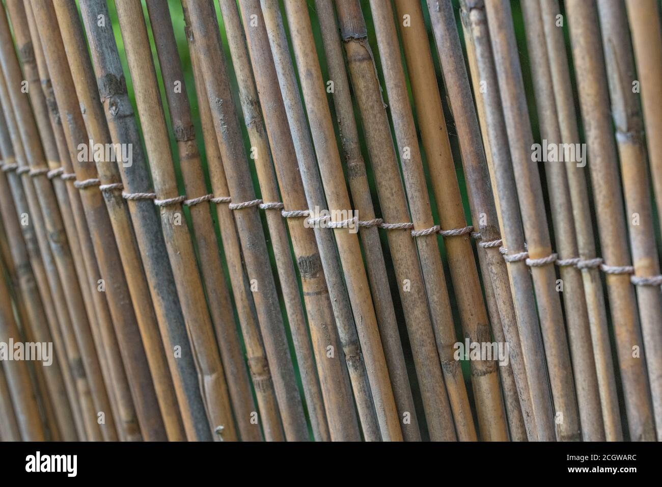 Upright section of natural reed garden screening, showing traces of ...