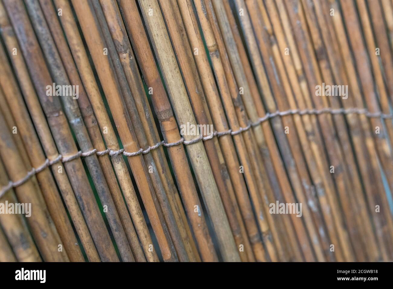 Upright section of natural reed garden screening, showing traces of ...