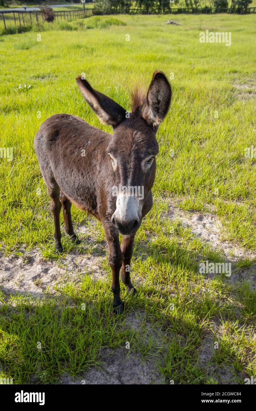 Donkey at farm hi-res stock photography and images - Alamy