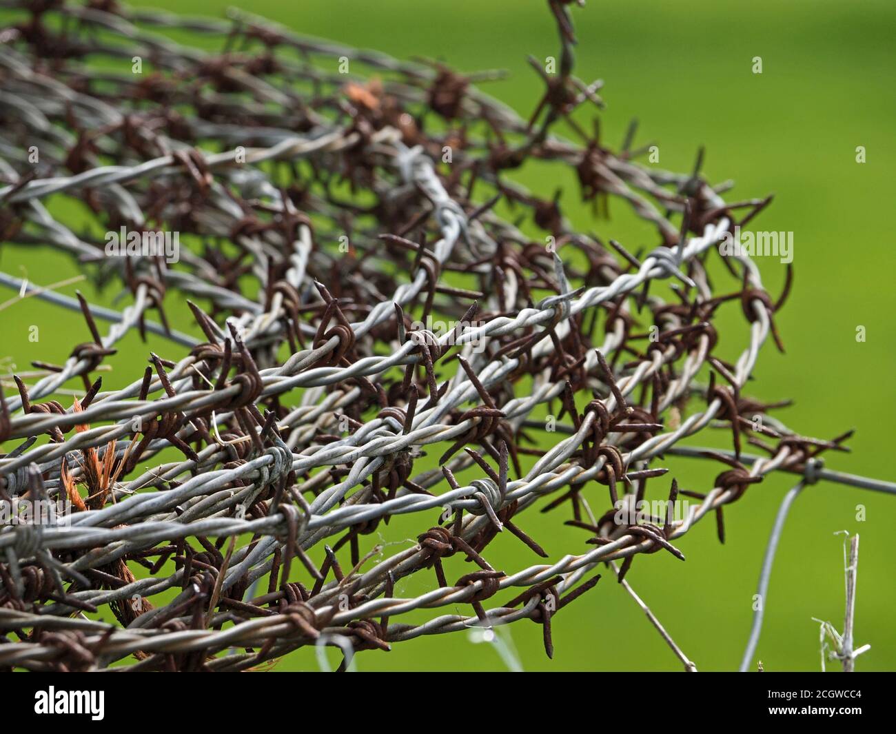 Tangle of hard metallic coiled barbed wire contrasting against soft ...
