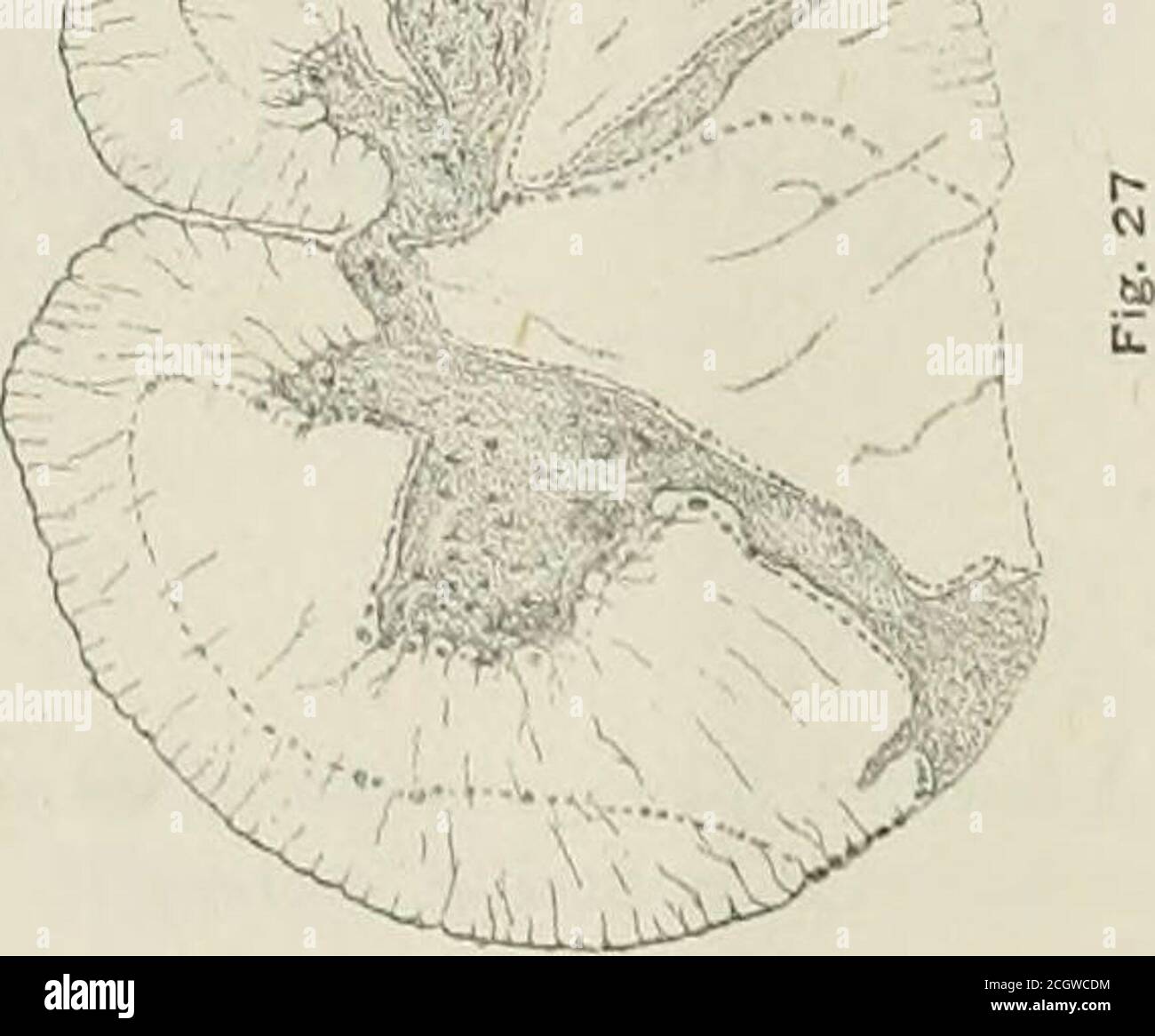 . International record of medicine . 1 Jm Stock Photo - Alamy