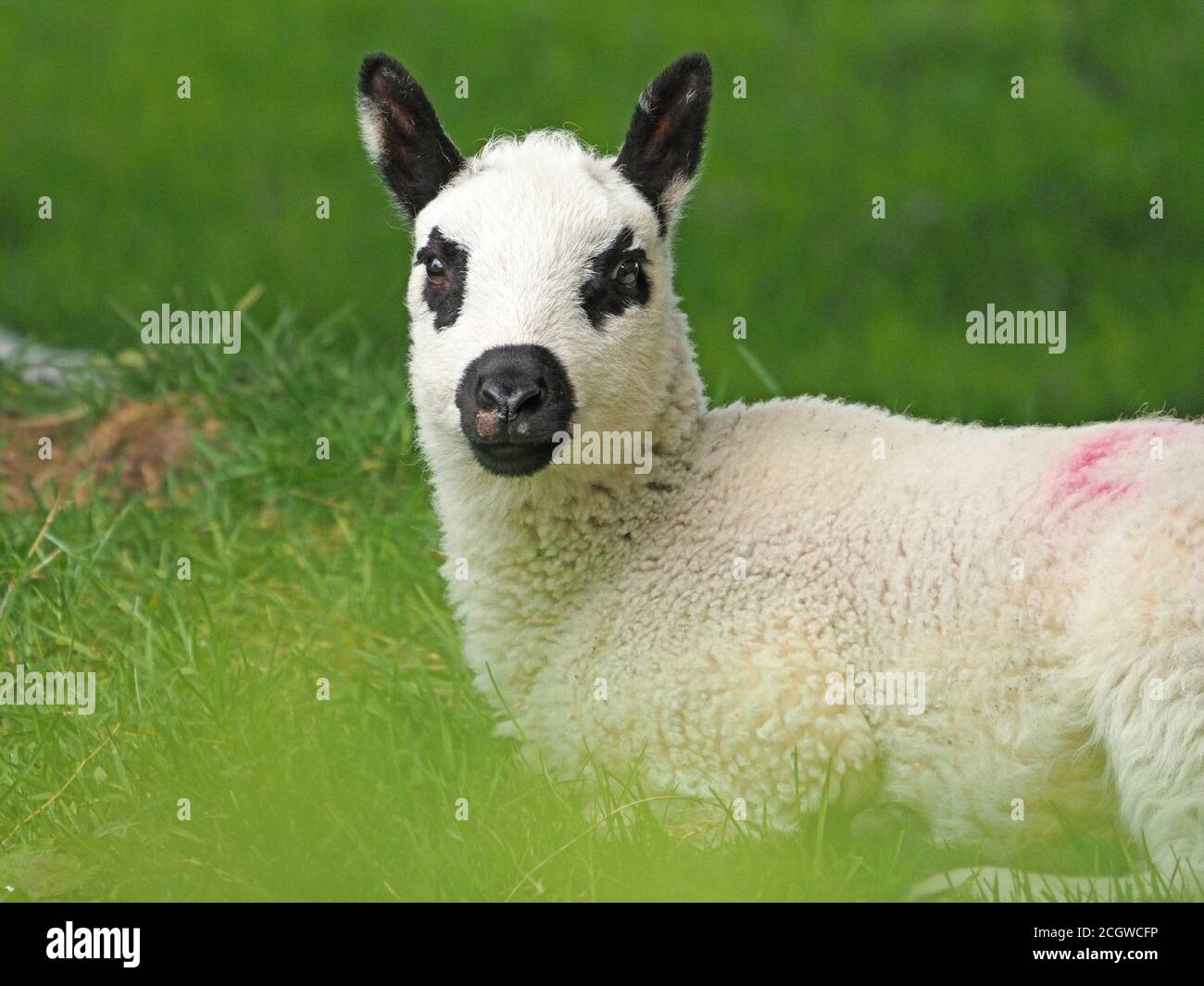 Black And White Lamb