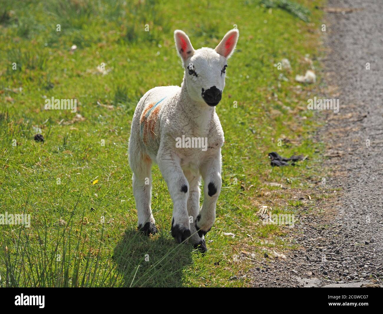 White with black marking on knee hi-res stock photography and images ...