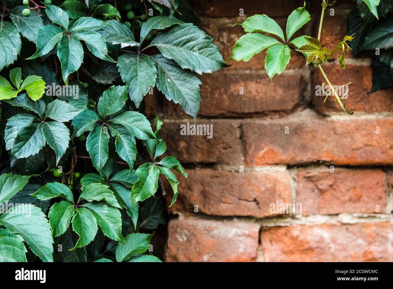 Brick wall of deserted house covered in green. Abstract wallpaper Stock ...