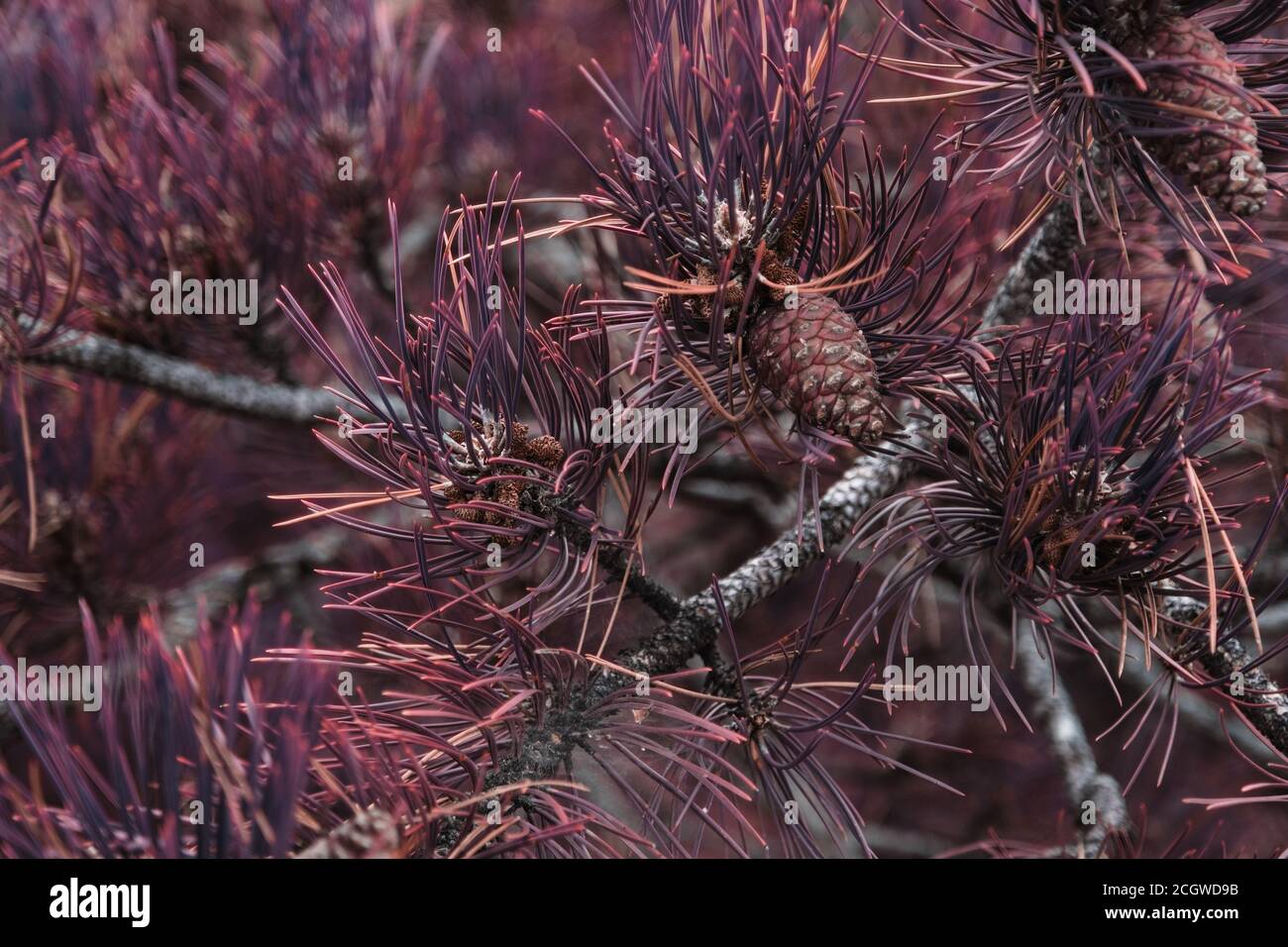 Purple pine cones hi-res stock photography and images - Alamy