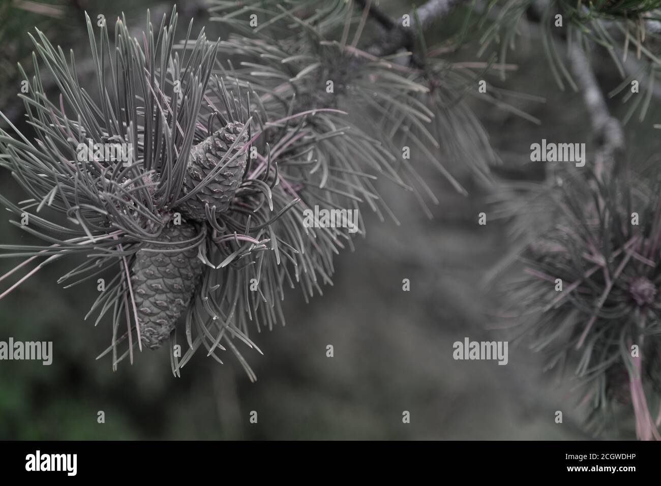 small pine cones clustered on some whitening pine tree branches Stock ...