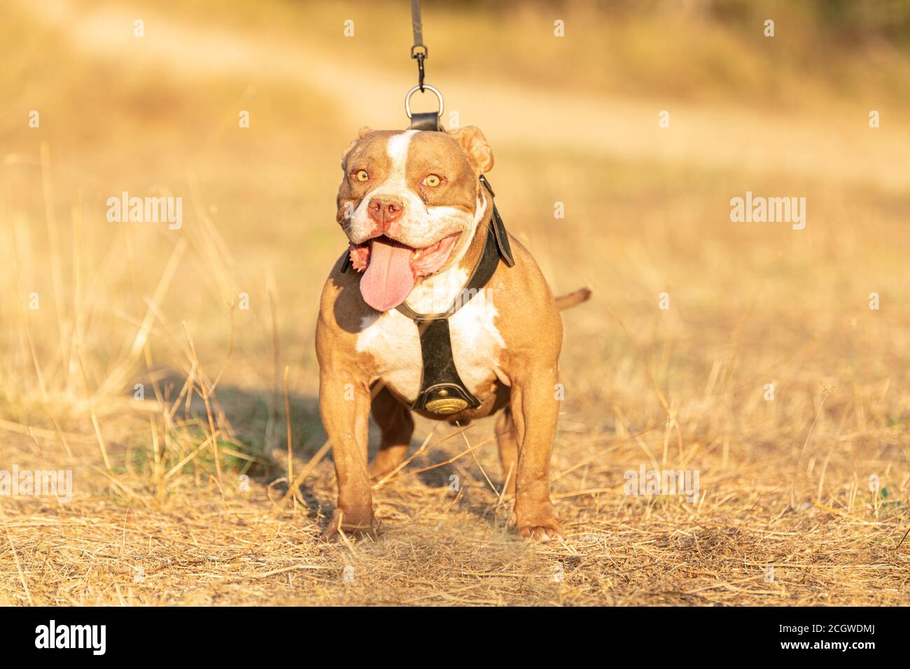 Young brown american bully outdoor Stock Photo - Alamy