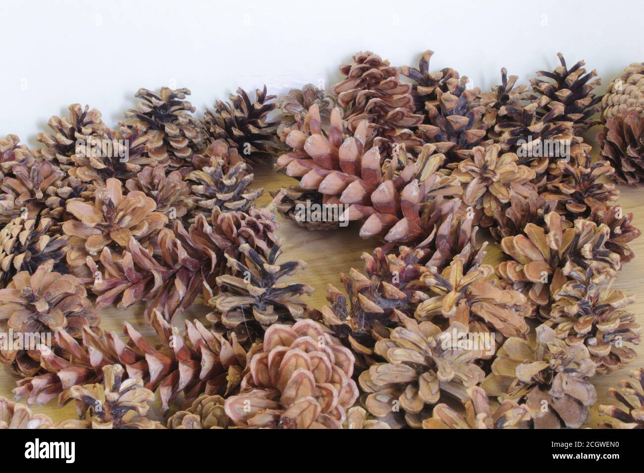 Dry cones on a wooden and white background Stock Photo - Alamy