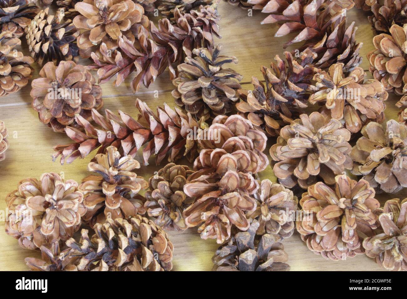 Dry cones on a wooden and white background Stock Photo - Alamy