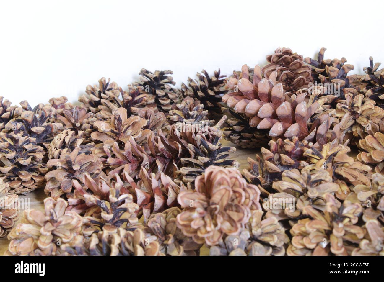 Dry cones on a wooden and white background Stock Photo - Alamy
