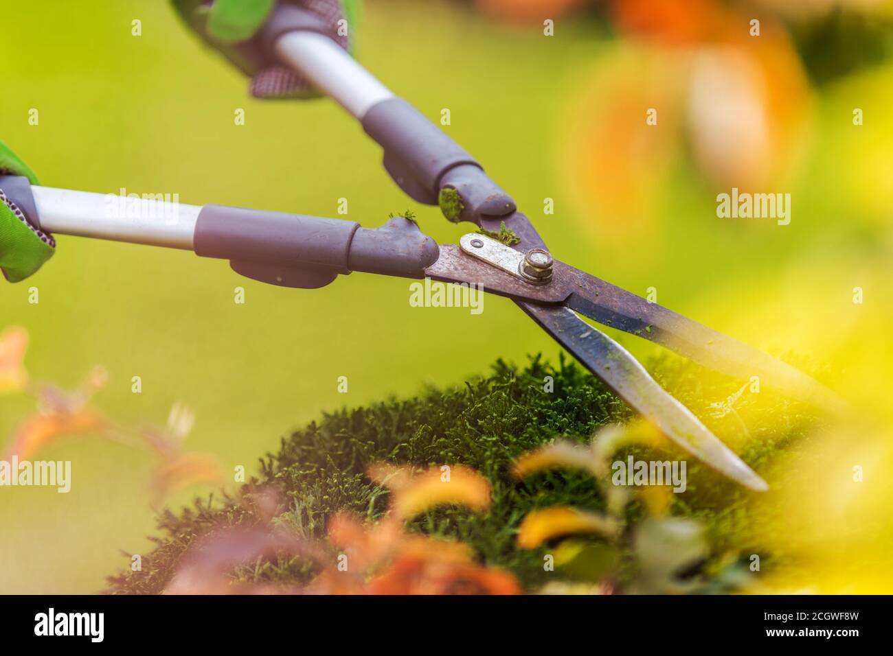 Shrubs Trimming Using Large Professional Garden Scissors. Backyard ...