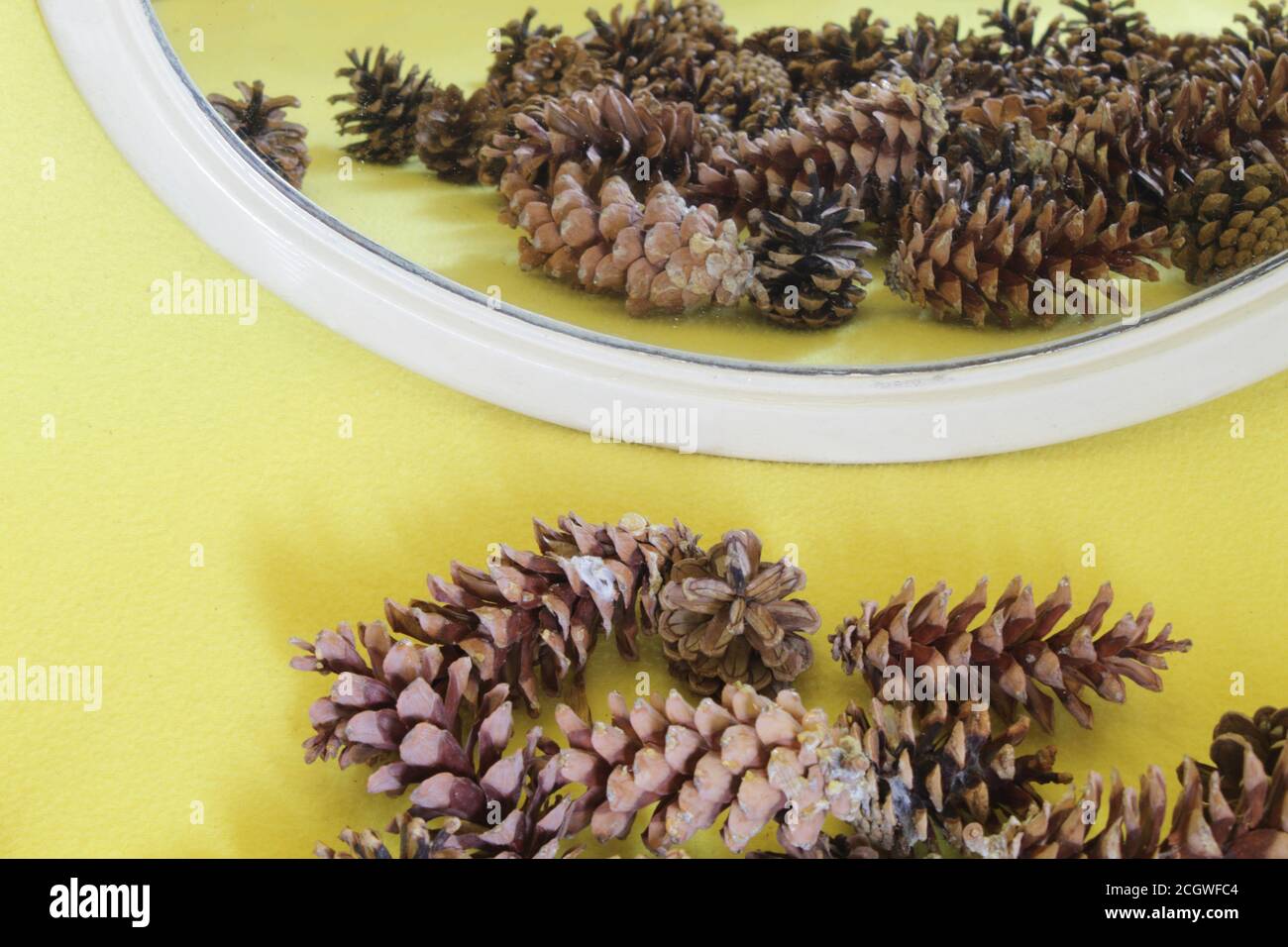 Dry cones on a yellow background with a reflection in the mirror Stock ...