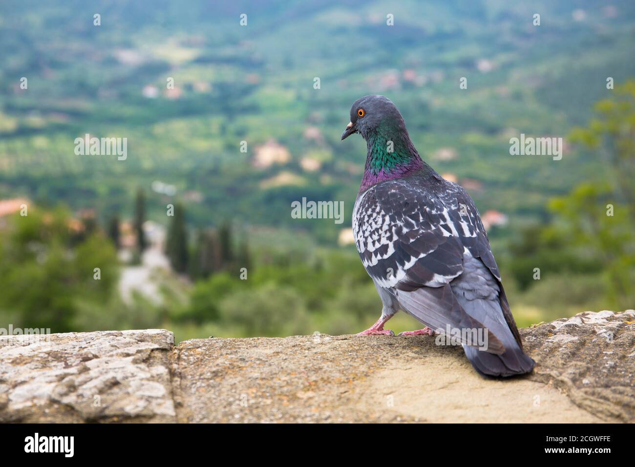 Hill pigeon hi-res stock photography and images - Alamy