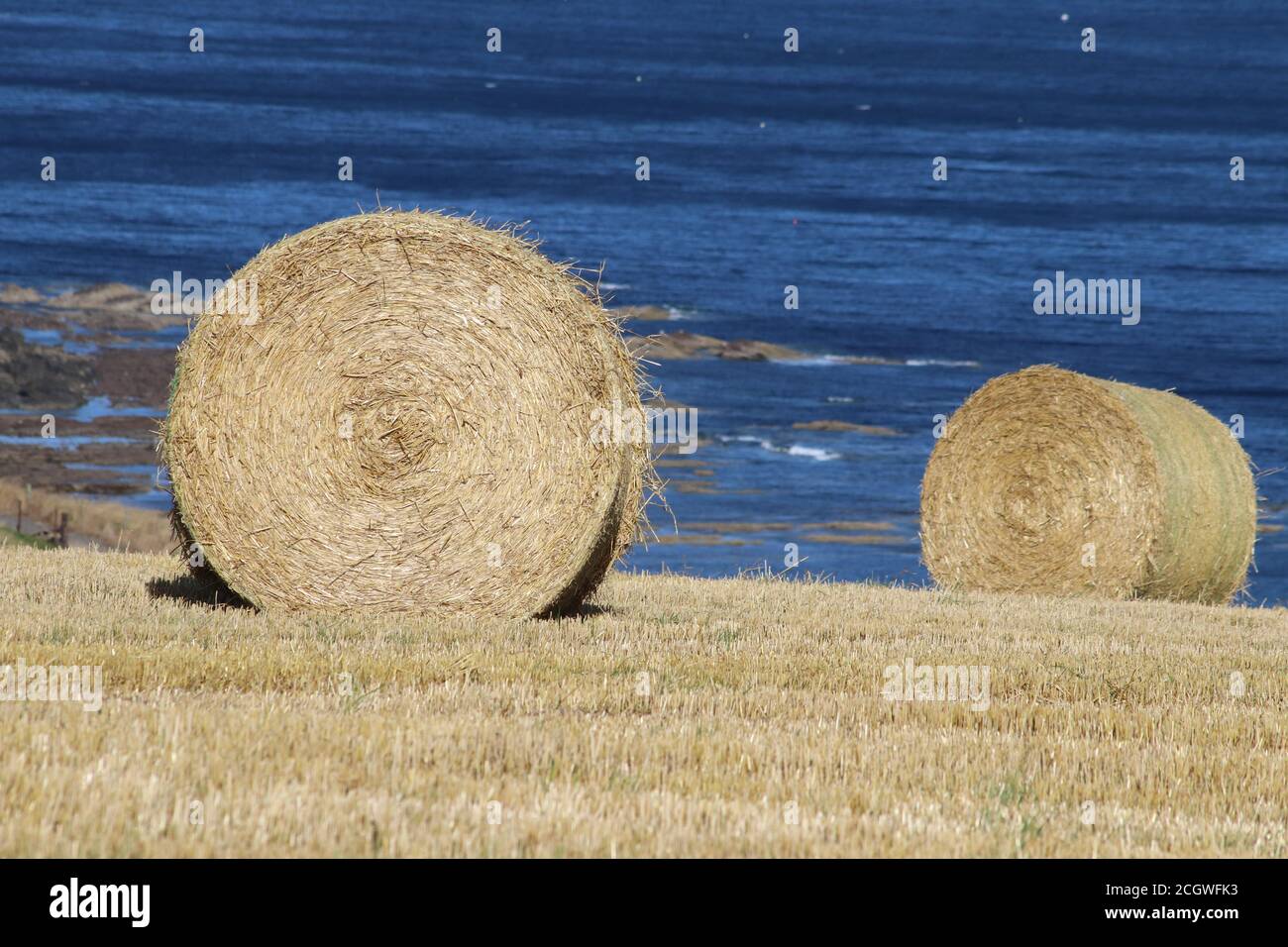 Big cylindrical bale of straw hi-res stock photography and images - Alamy