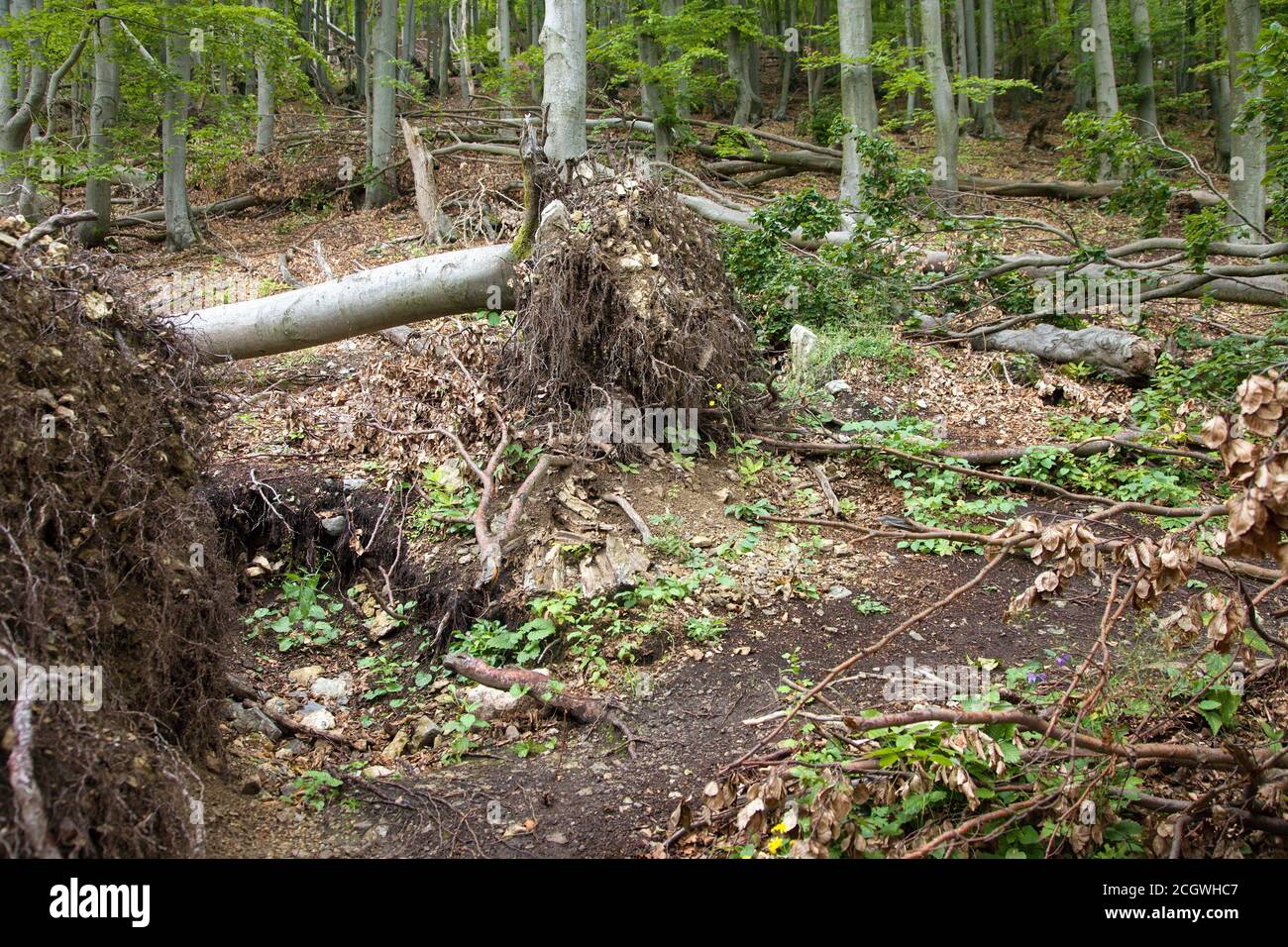 Fallen beech trees on the tourist path in the forest under Temeš rock ...