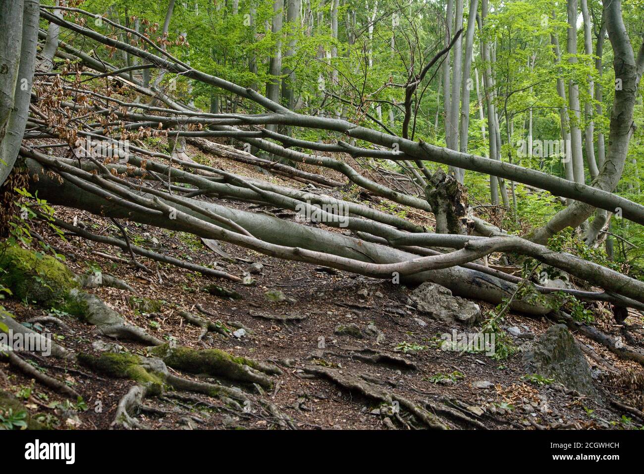 Fallen beech trees on the tourist path in the forest under Temeš rock ...