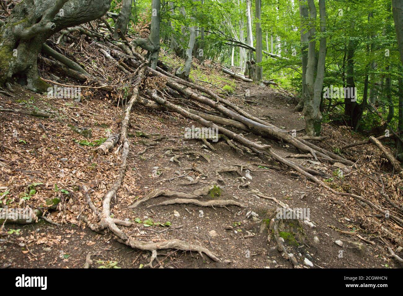 Beech Tree Damage High Resolution Stock Photography and Images - Alamy
