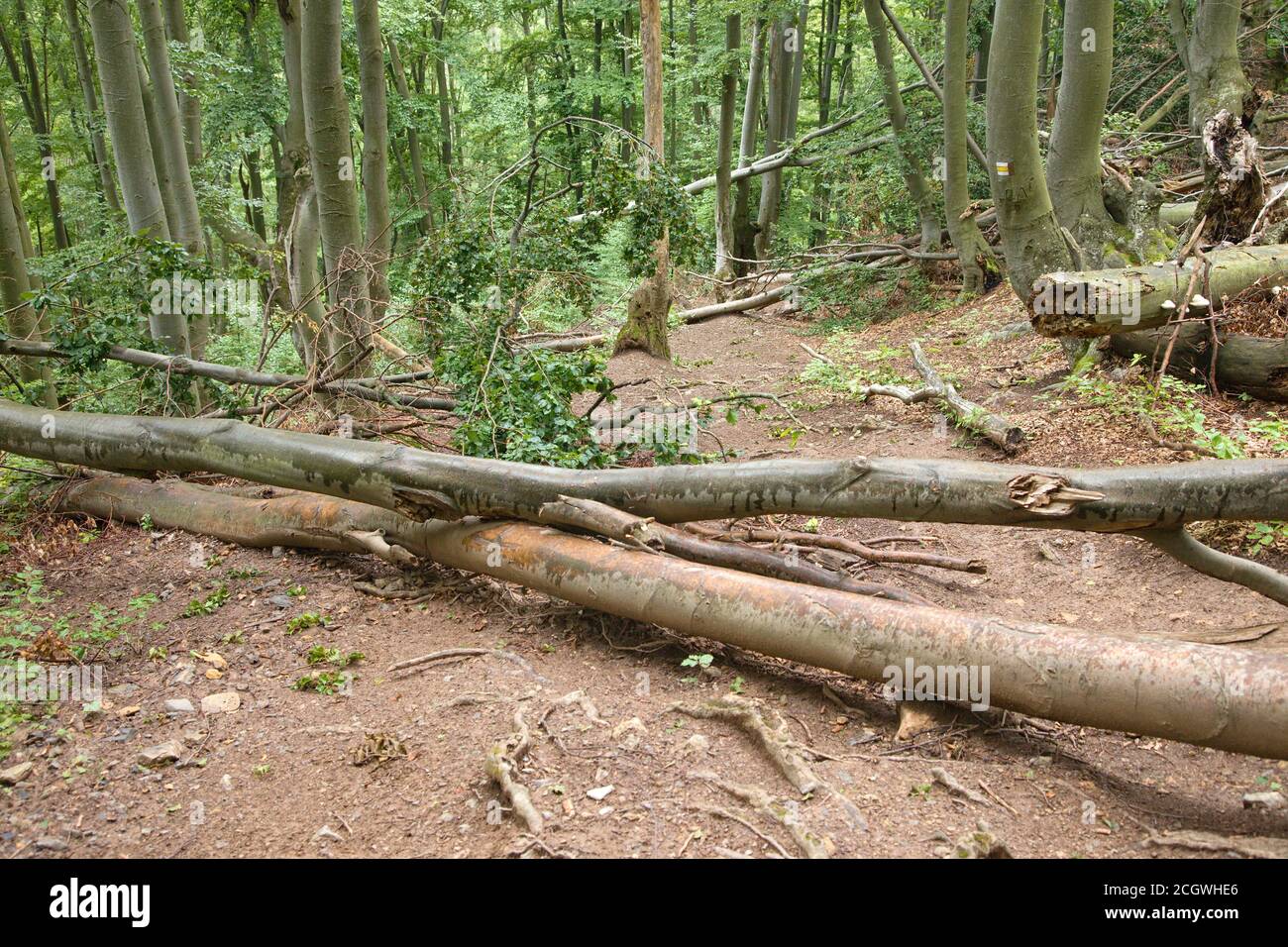 Fallen beech trees on the tourist path in the forest under Temeš rock ...