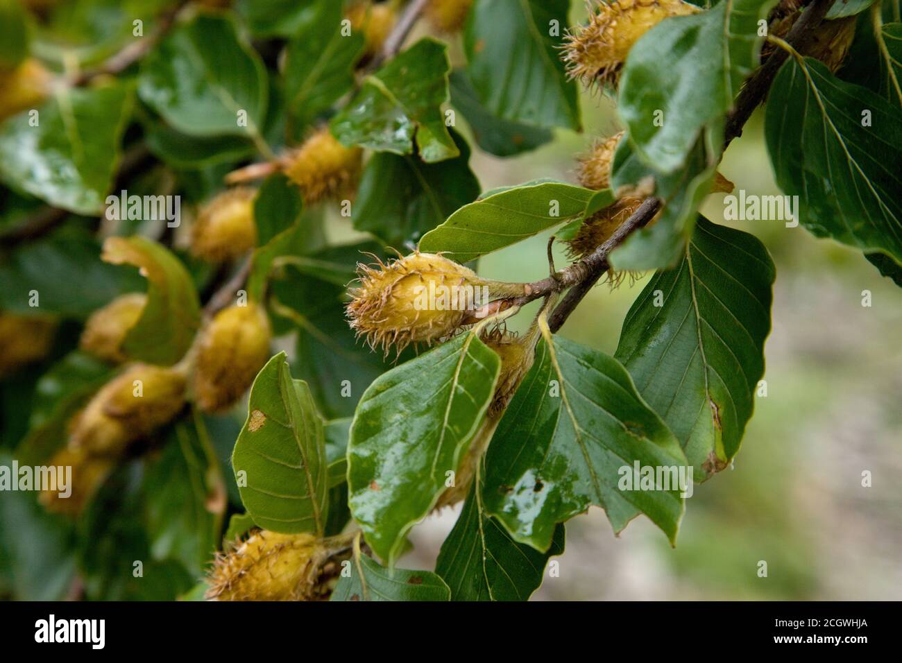 Beechmast hi-res stock photography and images - Alamy
