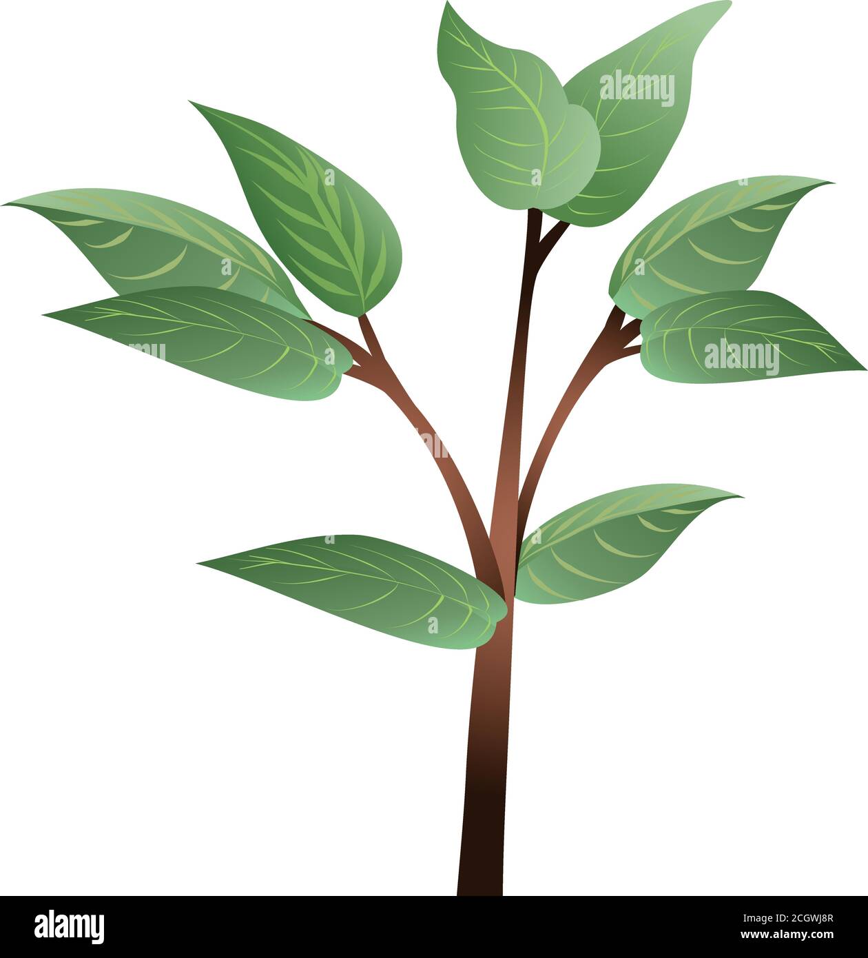 cartoon vector illustration of a plant leaves Stock Vector Image & Art ...