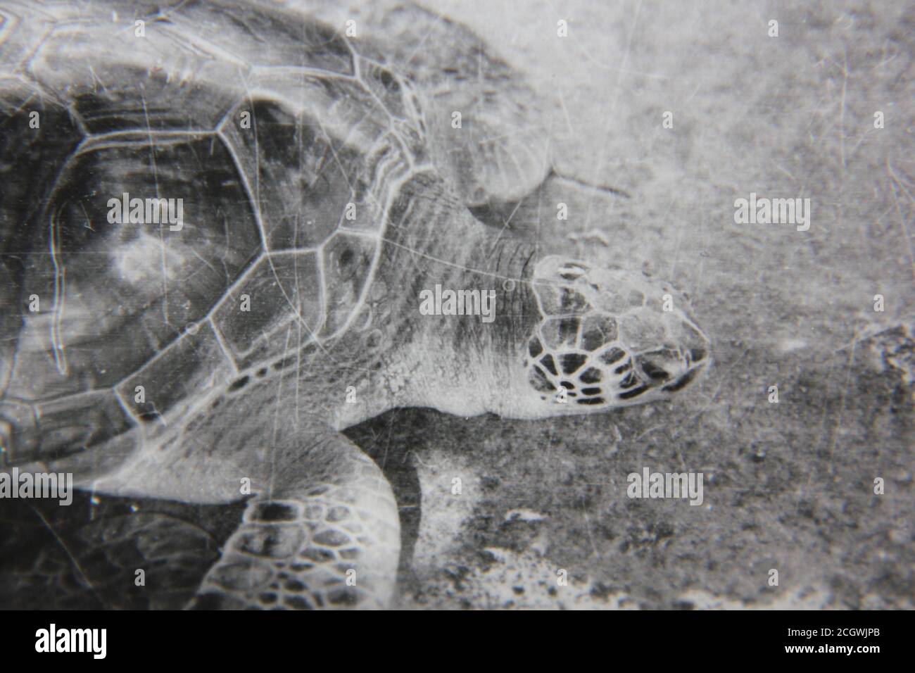 Fine 70s vintage black and white photography of a huge turtle walking ...
